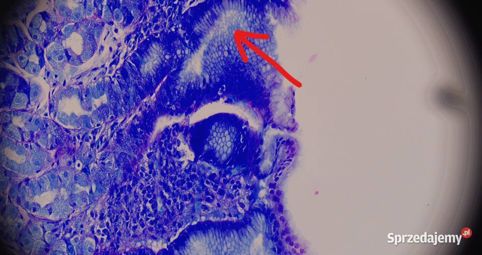 Kamera do mikroskopu 45MP USB 3.0 Sony IMX294 1.4 inch CMOS Fabianki ...