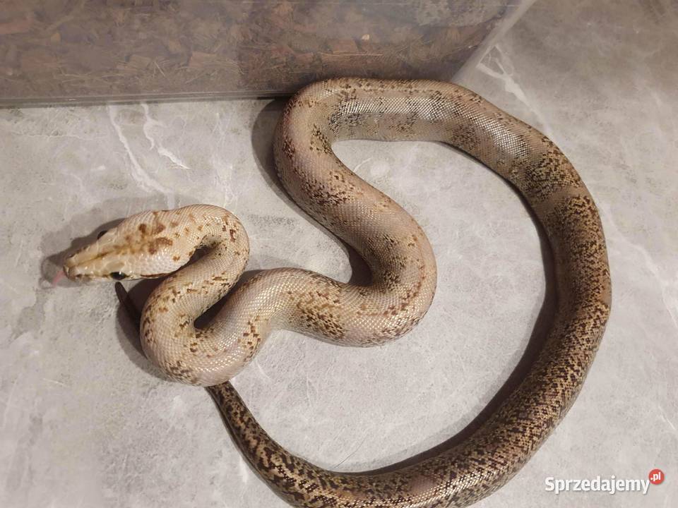 Pyton birmański tygrysi samica Wrocław - Sprzedajemy.pl