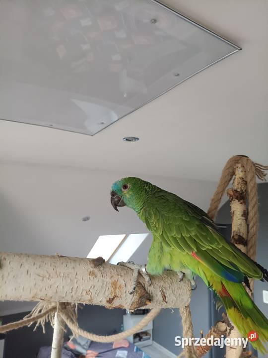 Amazonka niebieskoczelna samica ręcznie karmiona Lubliniec - Sprzedajemy.pl