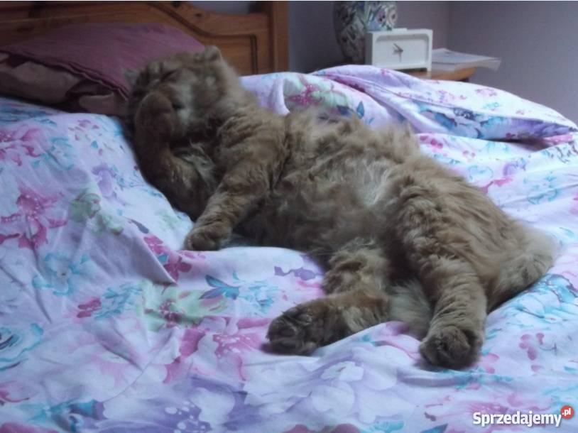 Kot Menel poszukuje świadomego opiekuna Łódź - Sprzedajemy.pl