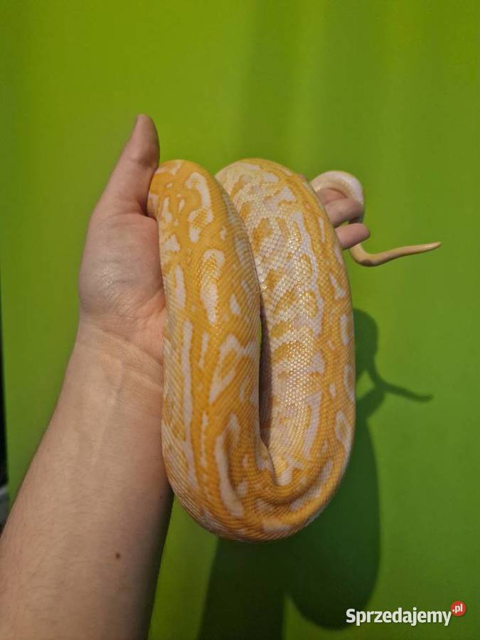 Pyton birmański, pyton tygrysi samica Wrocław - Sprzedajemy.pl