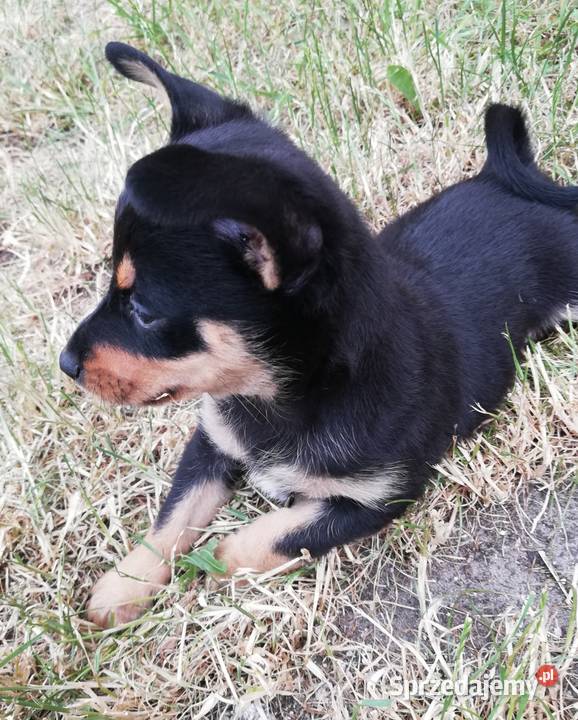 Ratlerek Pinczer Miniaturowy Łaziska - Sprzedajemy.pl