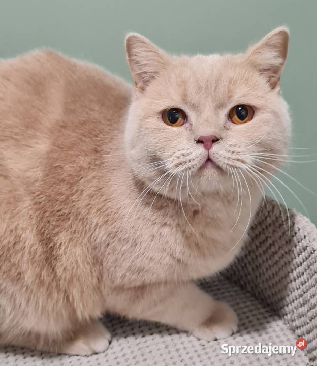 Kocur brytyjski kremowy Wierzyce - Sprzedajemy.pl