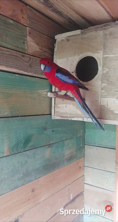 Papuga Rozella Królewska samiec Piaseczno - Sprzedajemy.pl