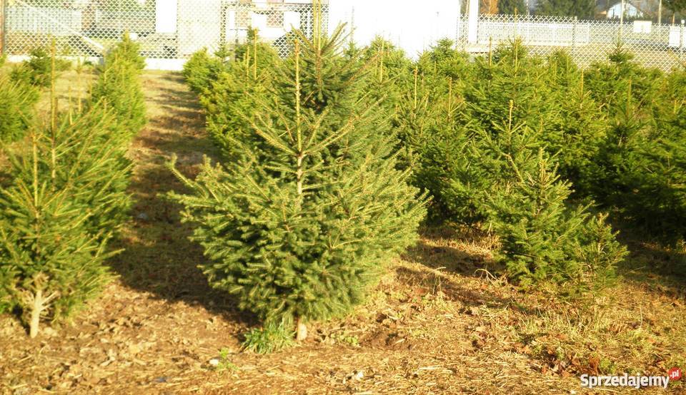 choinki 1m-2m własna plantacja Nowe Miszewo k. Płock - Sprzedajemy.pl