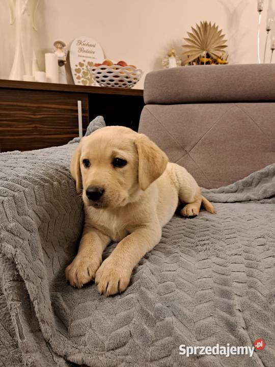 Labrador Retriver 4 suczki i 2 psy Nowe Grabie - Sprzedajemy.pl