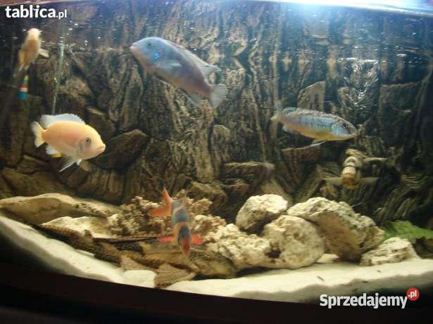 AKWARIUM MALAWI 120 l, super okazja !!! PILNE - Sprzedajemy.pl