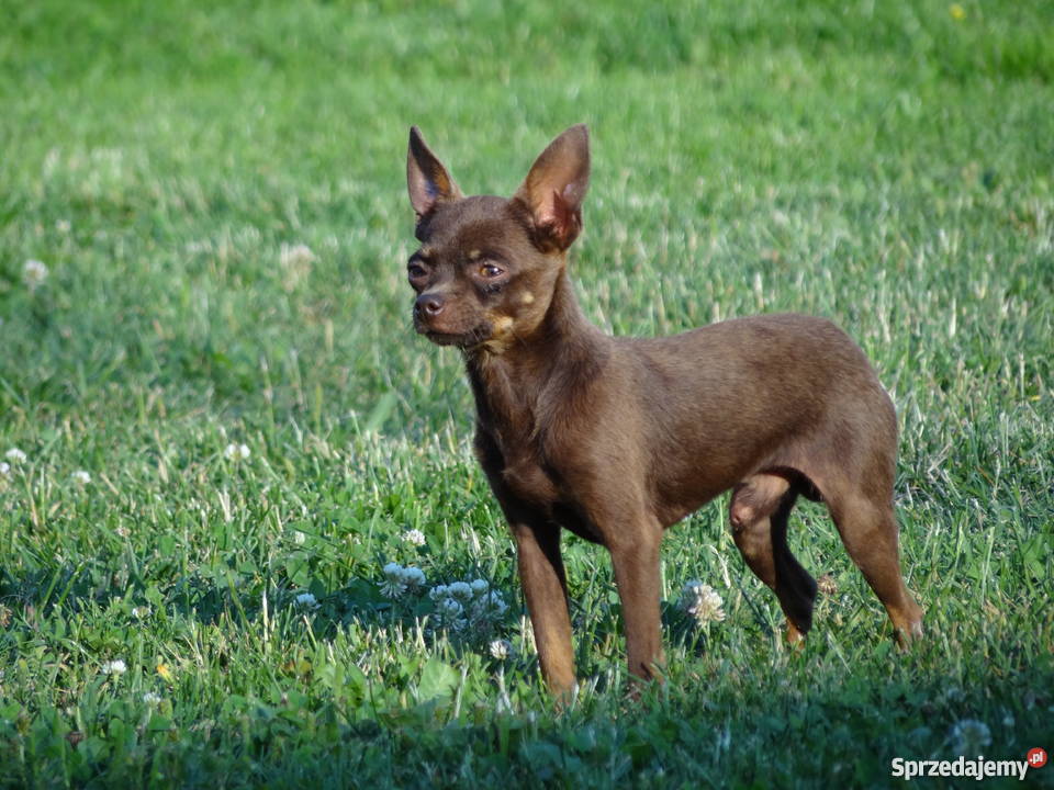 Ratlerek Ratlerki Szczeniaki z rodowodem - Pinczer miniaturo Koluszki ...