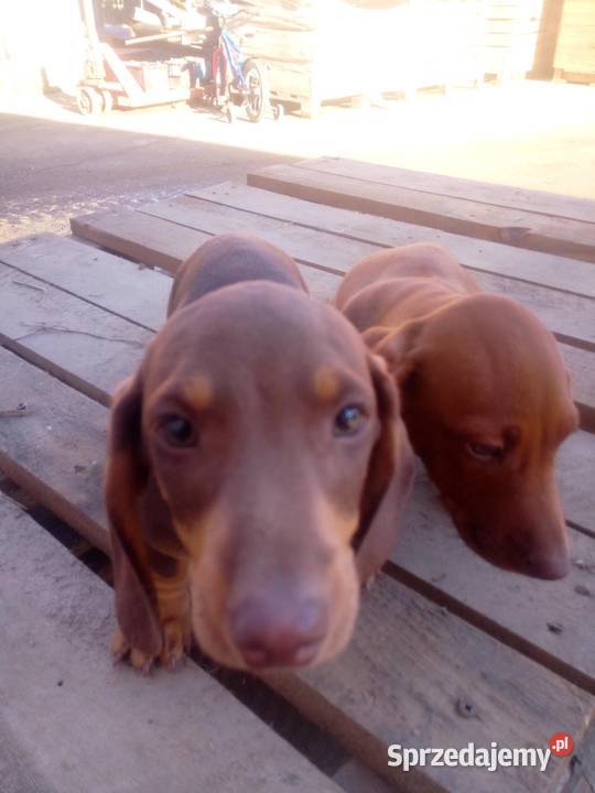 Sprzedam pieski jamniki Kraków - Sprzedajemy.pl