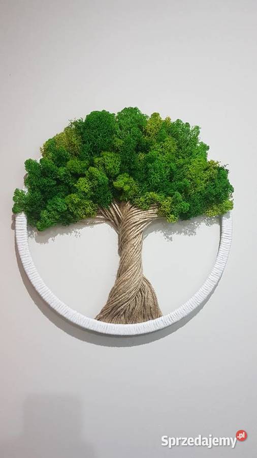 Drzewko szczęścia BONSAI, obraz mech chrobotek , na PREZENT Chełmno ... Drzewko szczęścia BONSAI, obraz mech chrobotek , na PREZENT Chełmno ...