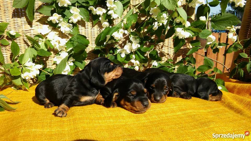Jamniki krótkowłose miniaturowe FCI, ZKwP, czarne podpalane Poizdów-Kolonia - Sprzedajemy.pl