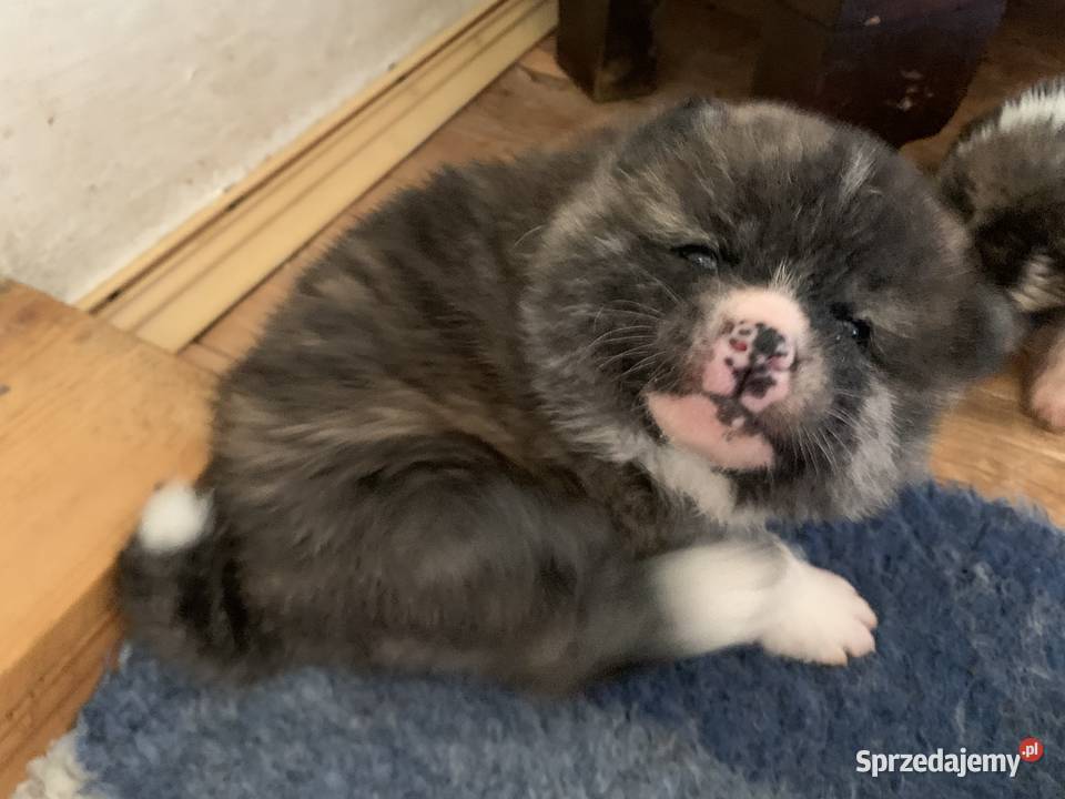 AKITA japońska - pręgowany i czerwony piesek oraz juniory Stronie ... AKITA japońska - pręgowany i czerwony piesek oraz juniory Stronie ...
