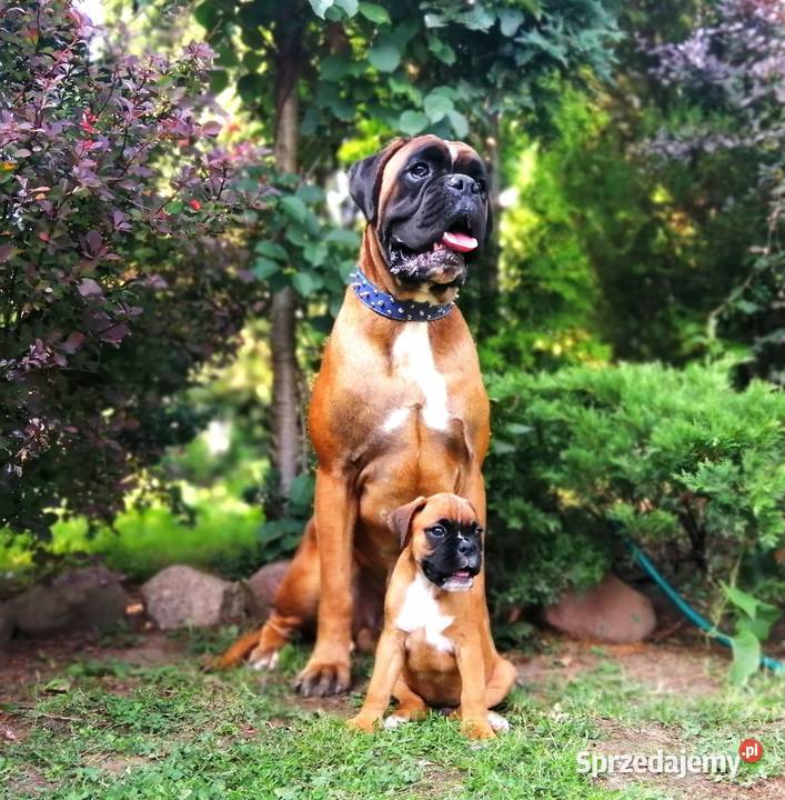 Bokser- OSTATNI piesek/ojciec FCI/ gotowy do odbioru Radom - Sprzedajemy.pl