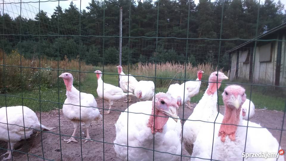 Indyki brojlery Piotrkowice - Sprzedajemy.pl