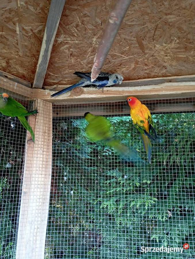 Konura słoneczna samica Wrzesiny - Sprzedajemy.pl