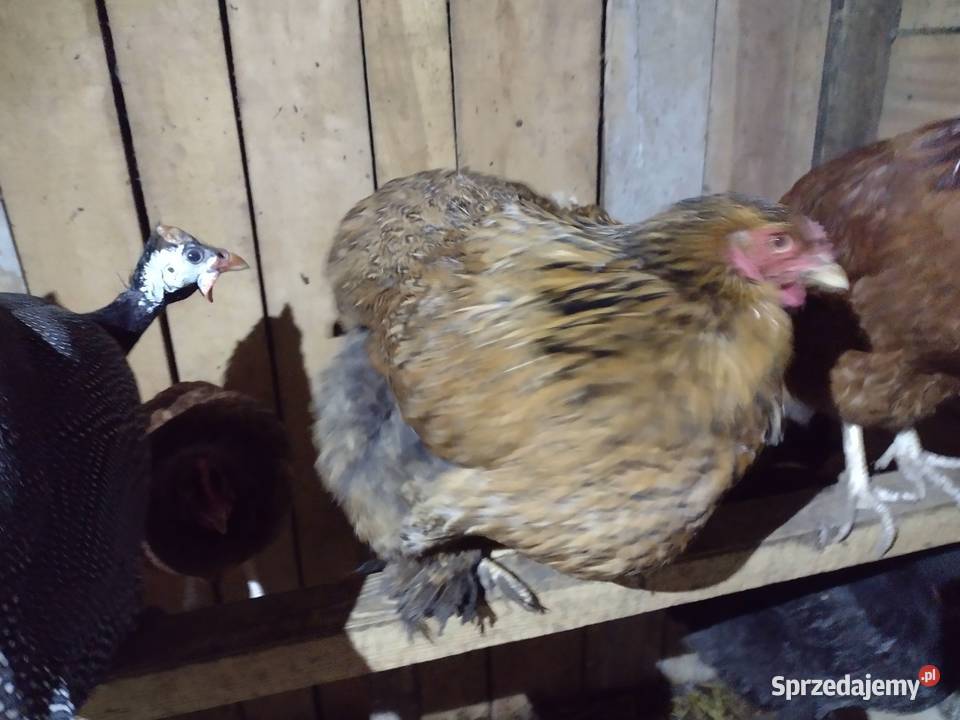 Kury Kochiny olbrzymie Ldzań - Sprzedajemy.pl