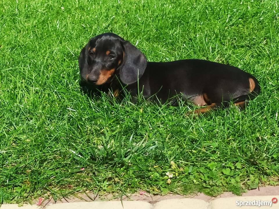 Sprzedam jamniki miniaturka Wierzchowiny - Sprzedajemy.pl