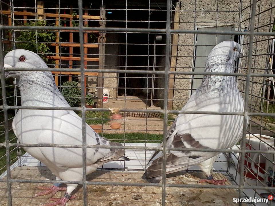 golebie standarty Legnica - Sprzedajemy.pl