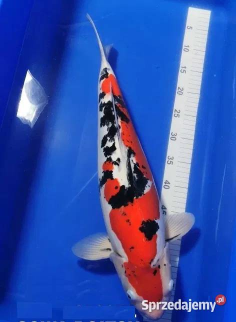 Oryginalne Karpie Koi Warszawa - Sprzedajemy.pl