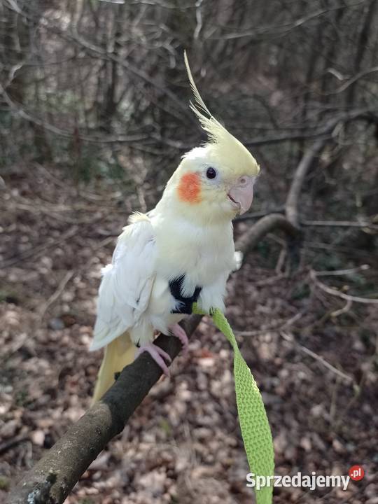 Ręcznie karmione nimfy Cieszyn - Sprzedajemy.pl