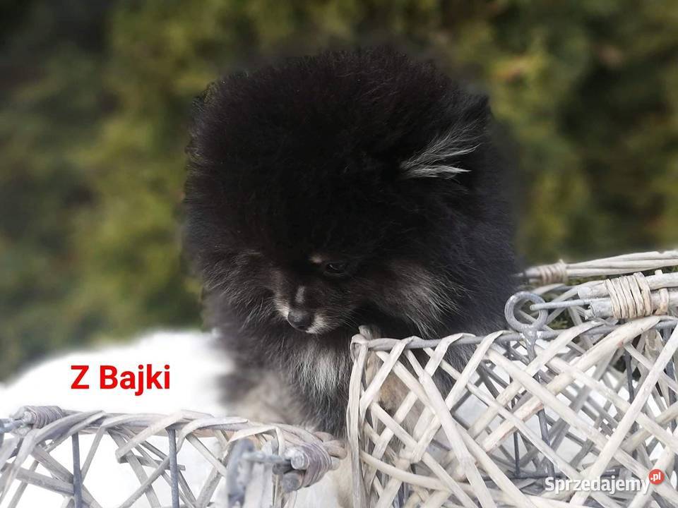 Pomeranian ! Pieski BOO - Rasowe Rodowodowe ! Ostatnie ! Kępno ...