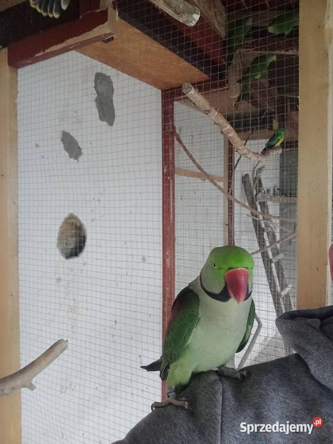 Aleksandretta wielka samiec oswojony Wrzesiny - Sprzedajemy.pl