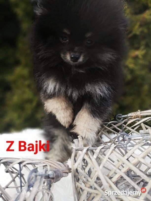Pomeranian ! Pieski BOO - Rasowe Rodowodowe ! Ostatnie ! Kępno ...