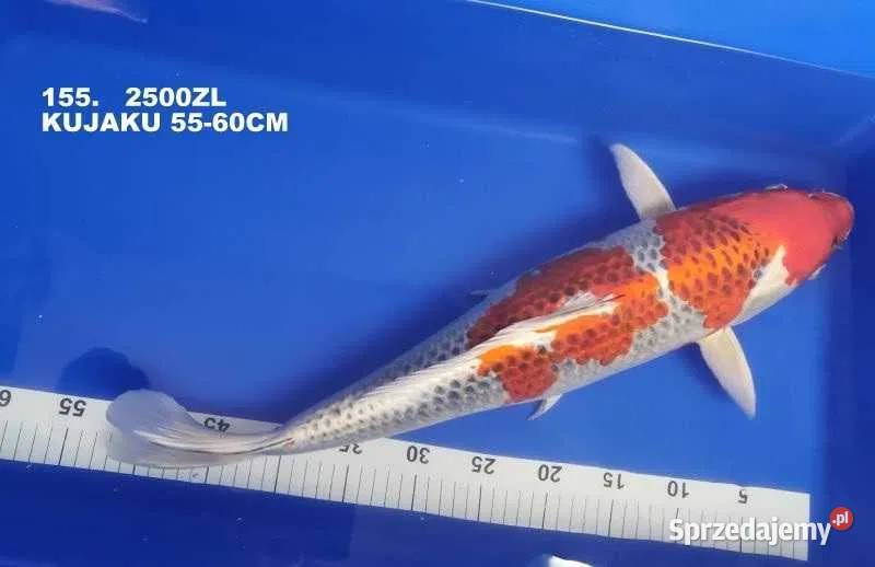 Oryginalne Karpie Koi Warszawa - Sprzedajemy.pl