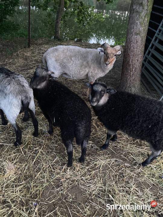 Owca pultora roczne Obory - Sprzedajemy.pl