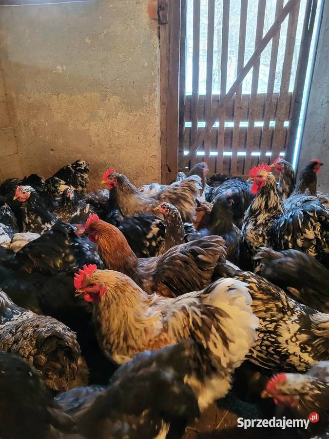 Kury Kochin Olbrzymi Kramarzówka - Sprzedajemy.pl