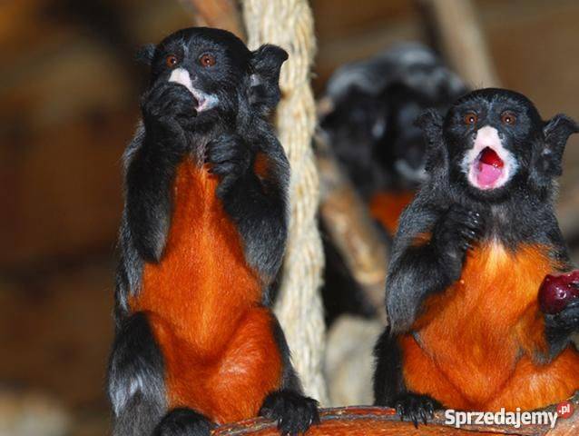 TAMARYNA CZERWONOBRZUCHA LEGNICA CITES A - Sprzedajemy.pl