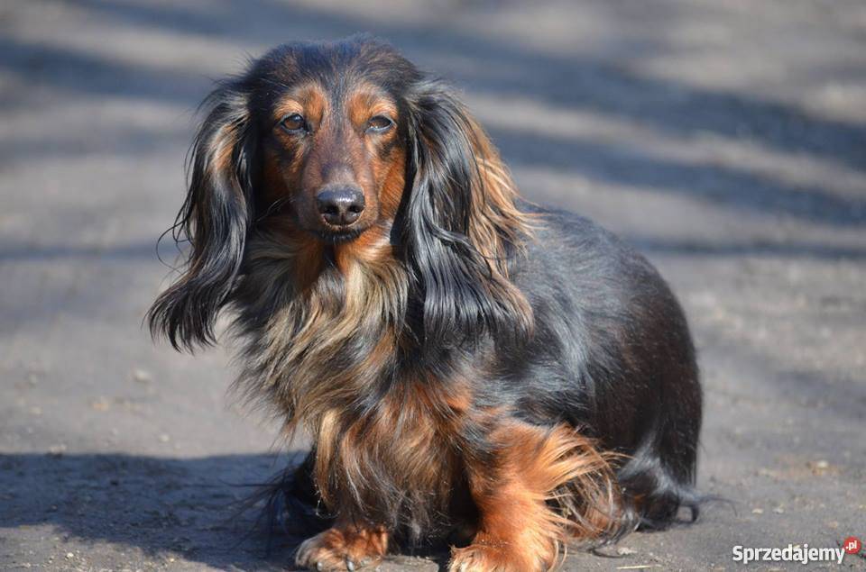 Jamnik długowłosy miniaturowy Bojanowo - Sprzedajemy.pl