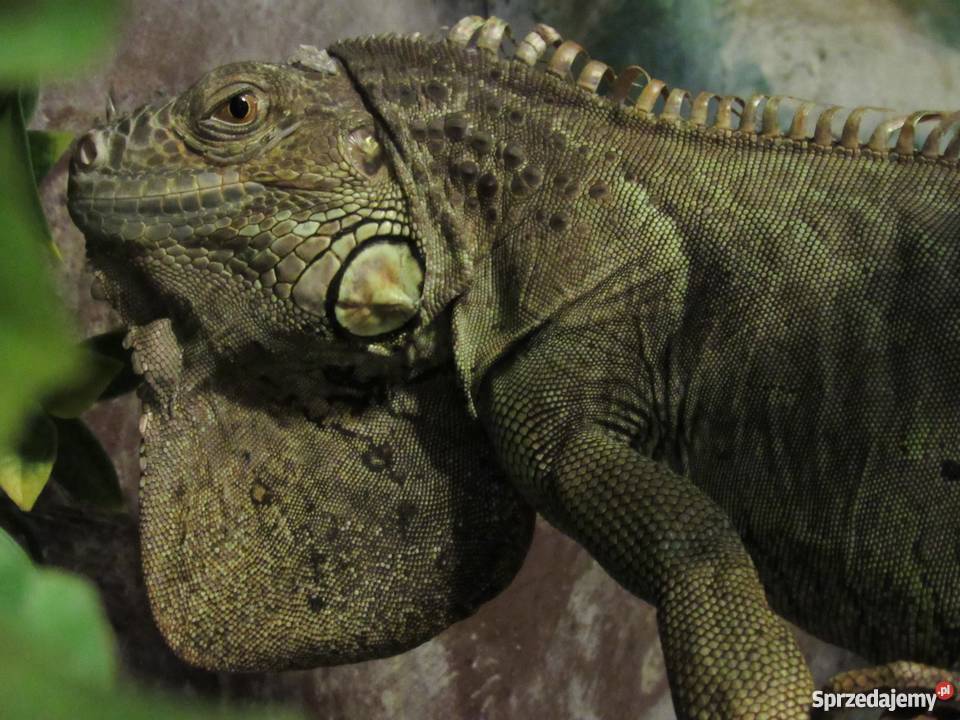 legwan zielony wraz z dużym terrarium Tychy - Sprzedajemy.pl