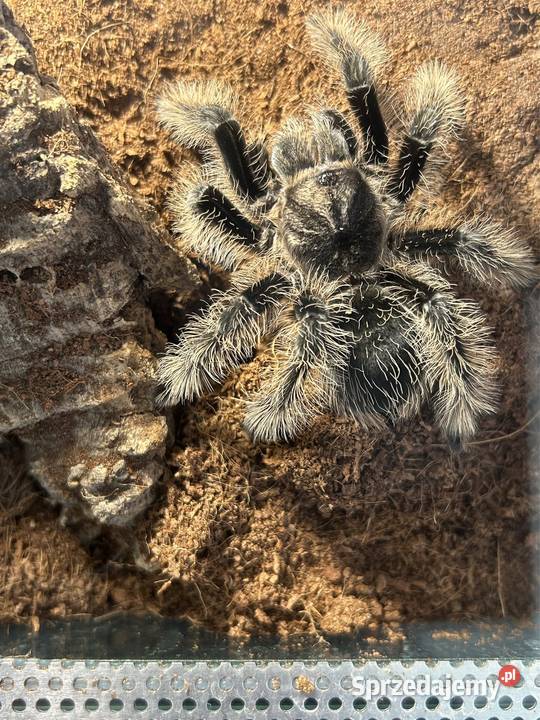 Ptasznik kędzierzawy samica dc 7cm Warszawa - Sprzedajemy.pl