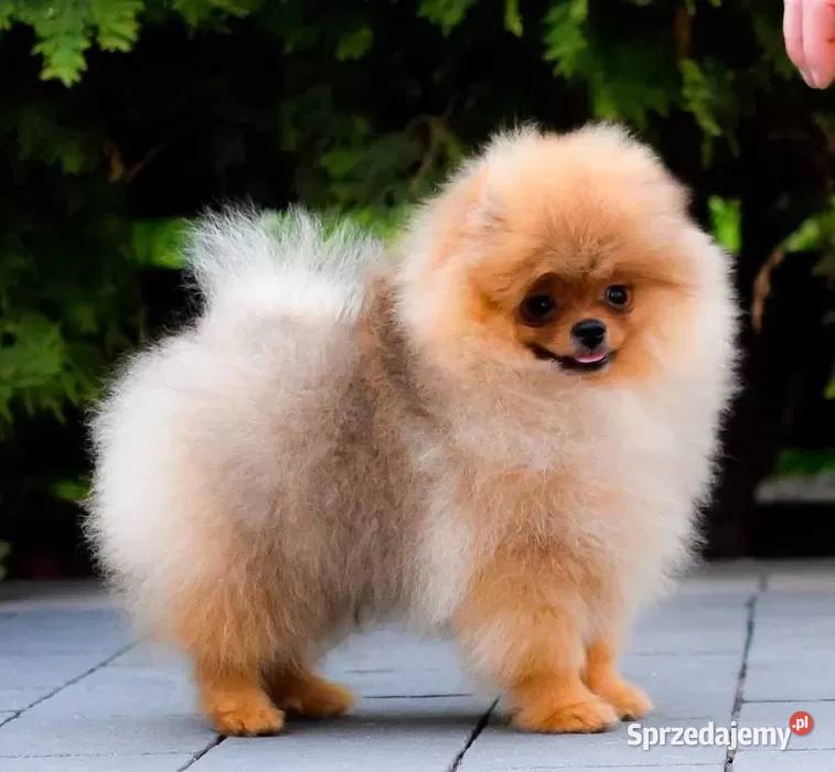 SZPIC MINIATUROWY POMERANIAN PIĘKNY CHŁOPAK Drogusza - Sprzedajemy.pl