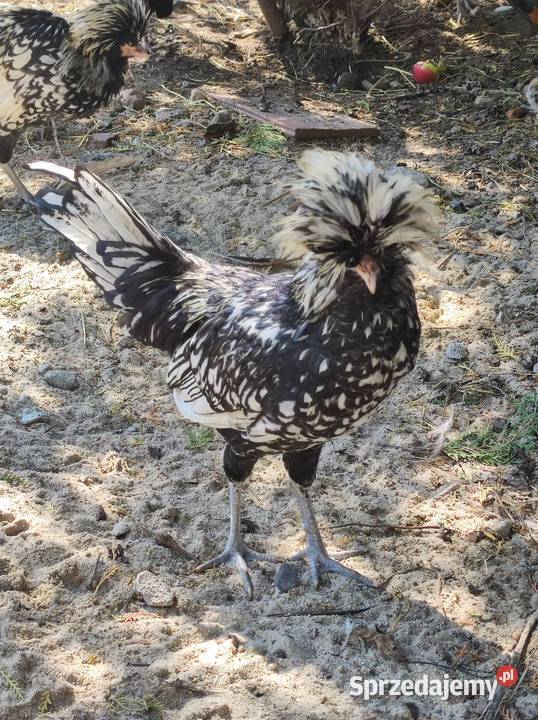 Czubatka Polska srebrzystołuskowana Młodoszowice - Sprzedajemy.pl