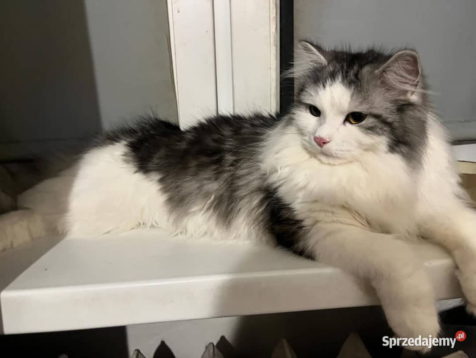 Kotek Syberyjski Gdańsk - Sprzedajemy.pl
