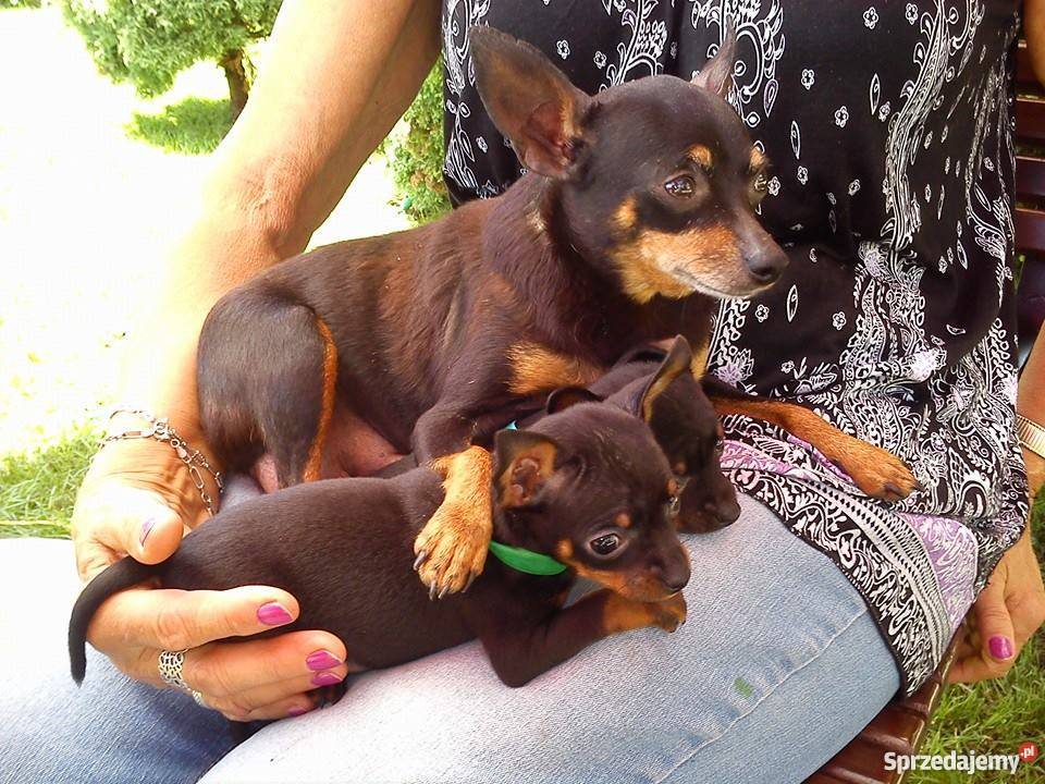 Ratlerek Ratlerki Szczeniaki z rodowodem - Pinczer miniaturo Koluszki ...