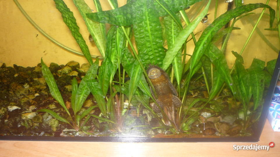 Kryptokoryna roslinka akwariowa Elbląg - Sprzedajemy.pl