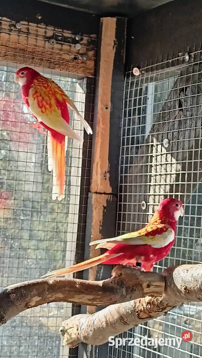 Papuga rozella rubino białolica Wieliczka - Sprzedajemy.pl