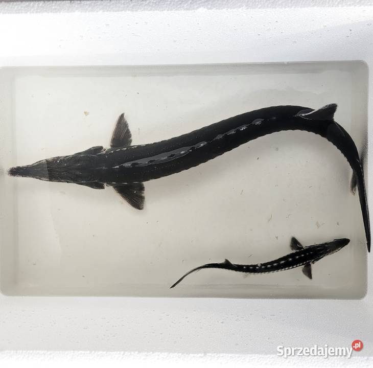 Jesiotr Siewruga 30 cm ryby RÓŻNE GATUNKI ozdobne zarybianie oczek ...