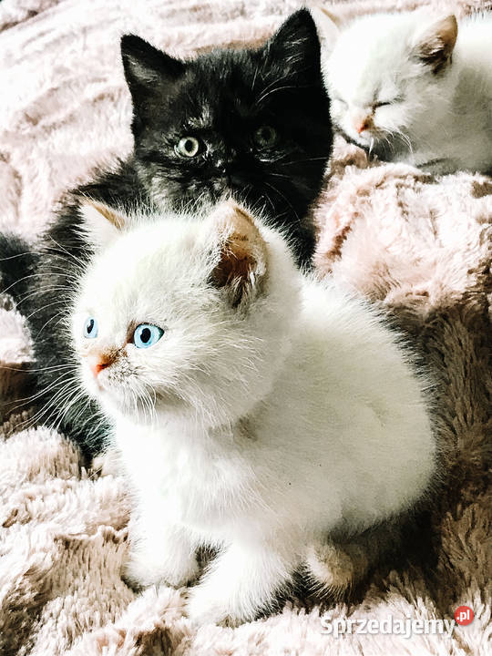 Koty pers brytyjski czarny szylkret białe szukają domu Sieradz ...