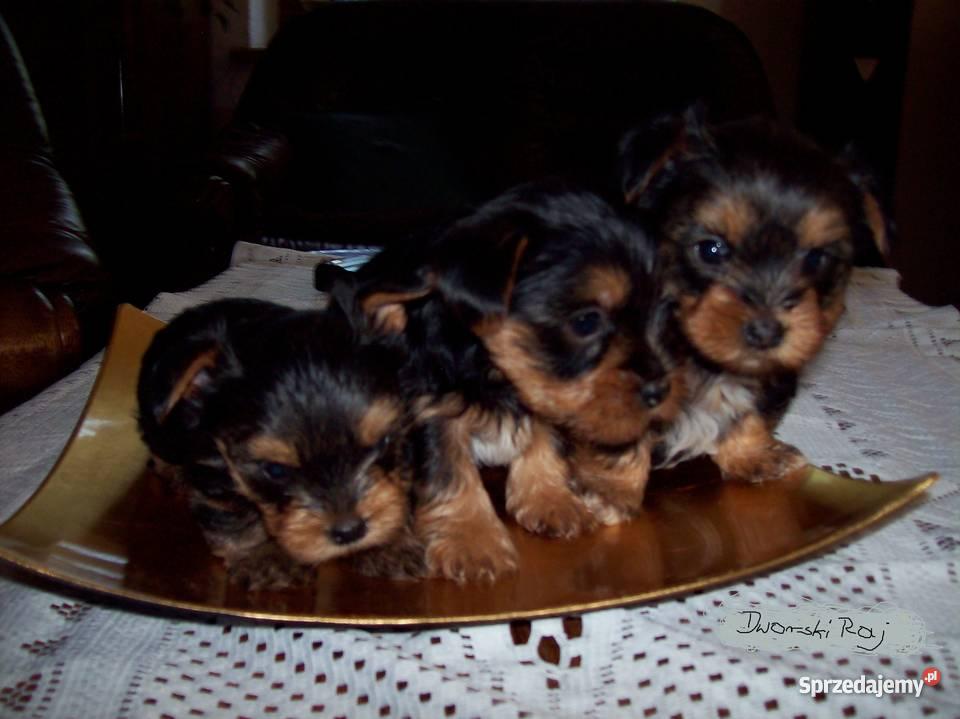 York yorki hodowla :Dworski Raj Radków - Sprzedajemy.pl