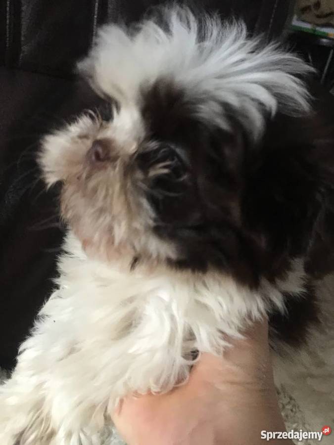 Piękne pieski Shih tzu rasowe Miłonowice - Sprzedajemy.pl