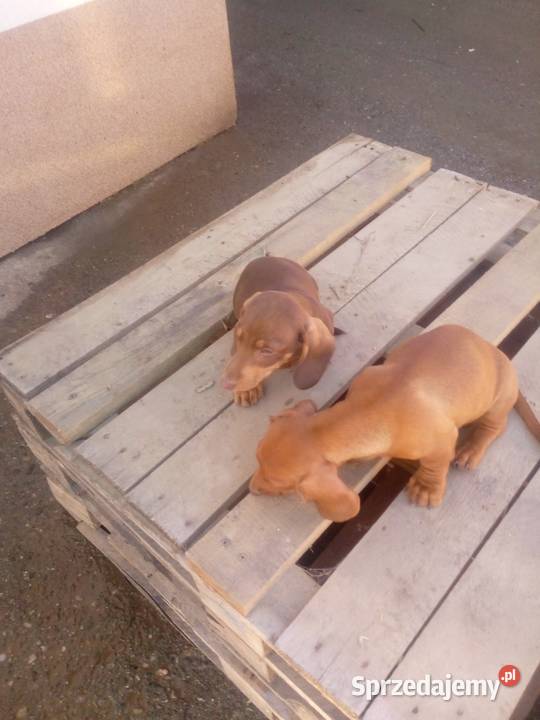 Sprzedam pieski jamniki Kraków - Sprzedajemy.pl
