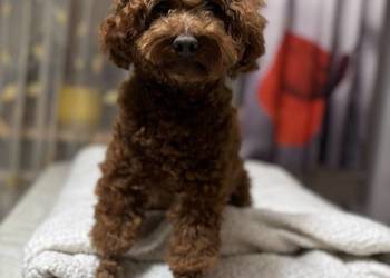 pudel.toy - Sprzedajemy.pl