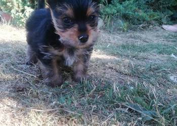 york terrier miniaturka - Sprzedajemy.pl