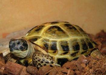 żółw stepowy - Sprzedajemy.pl