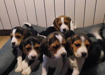 Psy Beagle, pies rasy Beagle na sprzedaż - Sprzedajemy.pl