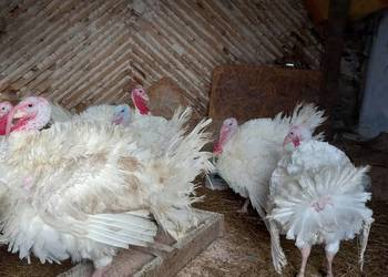 Drób i ptactwo: kury, koguty, indyki, kaczki, gęsi, jaja wiejskie ...